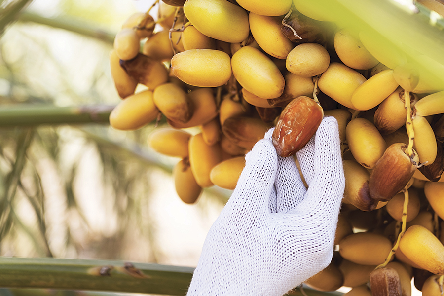 Datle čerstvé nesušené versus datle sušené - znáte všechny rozdíly ...